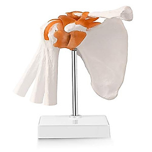 LYOU Human Shoulder Joint Model, Life Size Flexible Anatomically Accurate Shoulder Skeleton Model with Functional Ligaments and Removable Base