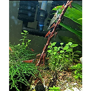 Shrimptastic Aquatics Shrimp Lolly Combo Pack