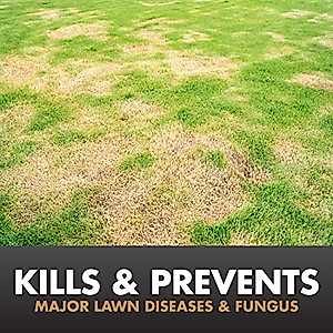 Spectracide Immunox Fungus Plus Insect, 1 Pack