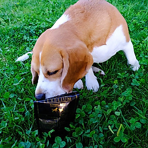 Lexelium Immune Support for Cats and Dogs - Natural Immunity Supplement Powder Helps Detoxify and Protect Your Pets from Digestive, Respiratory and Skin Issues - Helps with Chronic Infections - 200g