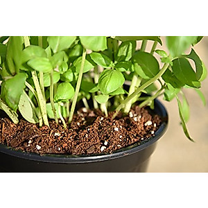 Organic Perlite by Perfect Plants — Add to Soil for Indoor & Outdoor Container Plants for Drainage Management and Enhanced Growth (8qts.)