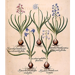 [Hyacinth] Hyacinthus candidissimus pleno flore; [Common hyacinth] Hyacinthus Orientalis serotinus erectis candidis floribus; [Common hyacinth] Hyacinthus Orientalis serotinus erectis et coeruleis floribus; [Common hyacinth] Hyacinthus Orientalis flore cµ