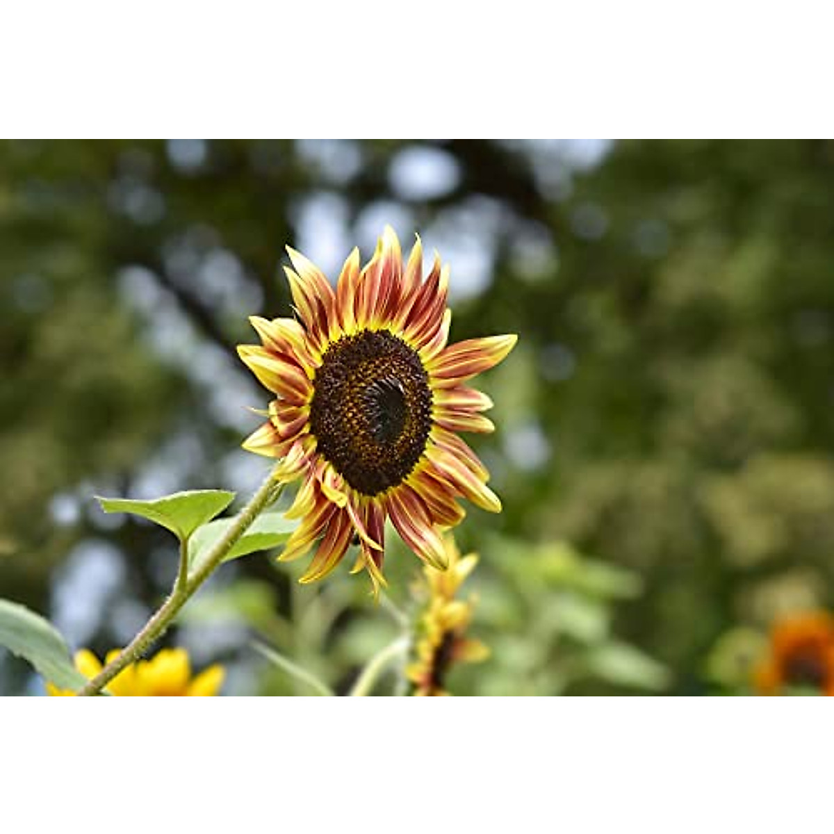 "Autumn Beauty" Sunflower Seeds for Planting, 150+ Flower Seeds Per Packet, (Isla's Garden Seeds), Non GMO Seeds, Scientific Name: Helianthus annus, Great Home Garden Gift