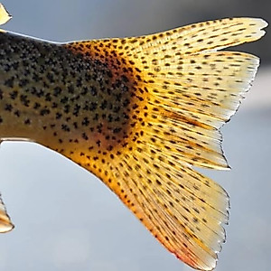 RIO Products Fly Fishing Tippet, Fluoroflex Strong Leader, 100% Fluorocarbon, 30YD Spool, 5.2lb (2.4kg) Test, 006in (.152mm) Diameter