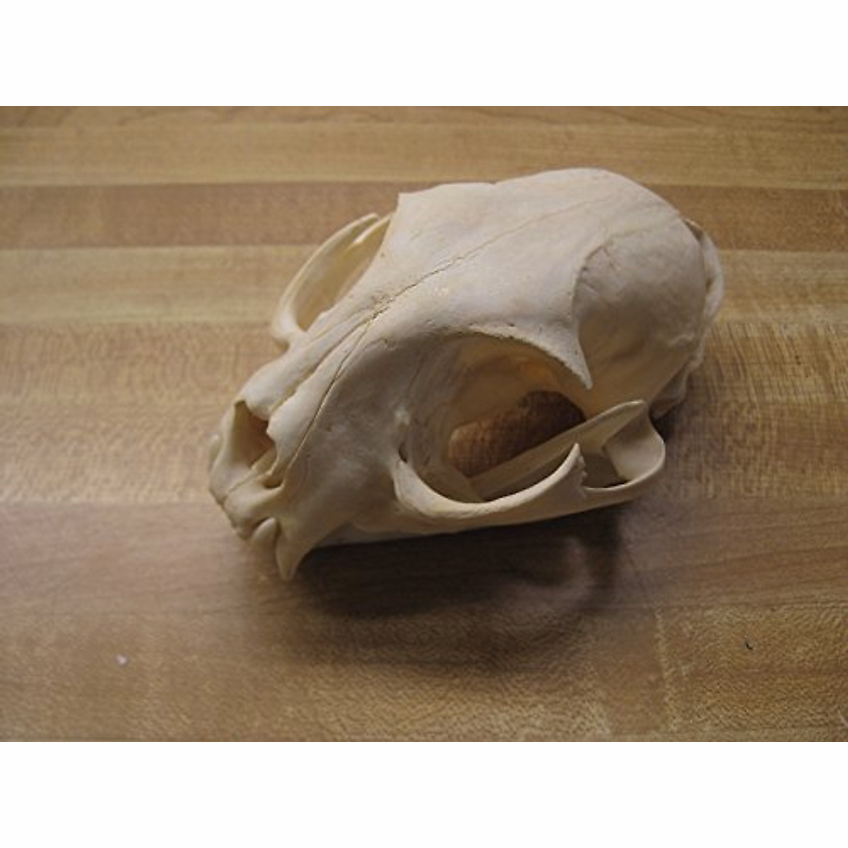 Real Bone Bobcat Skull.