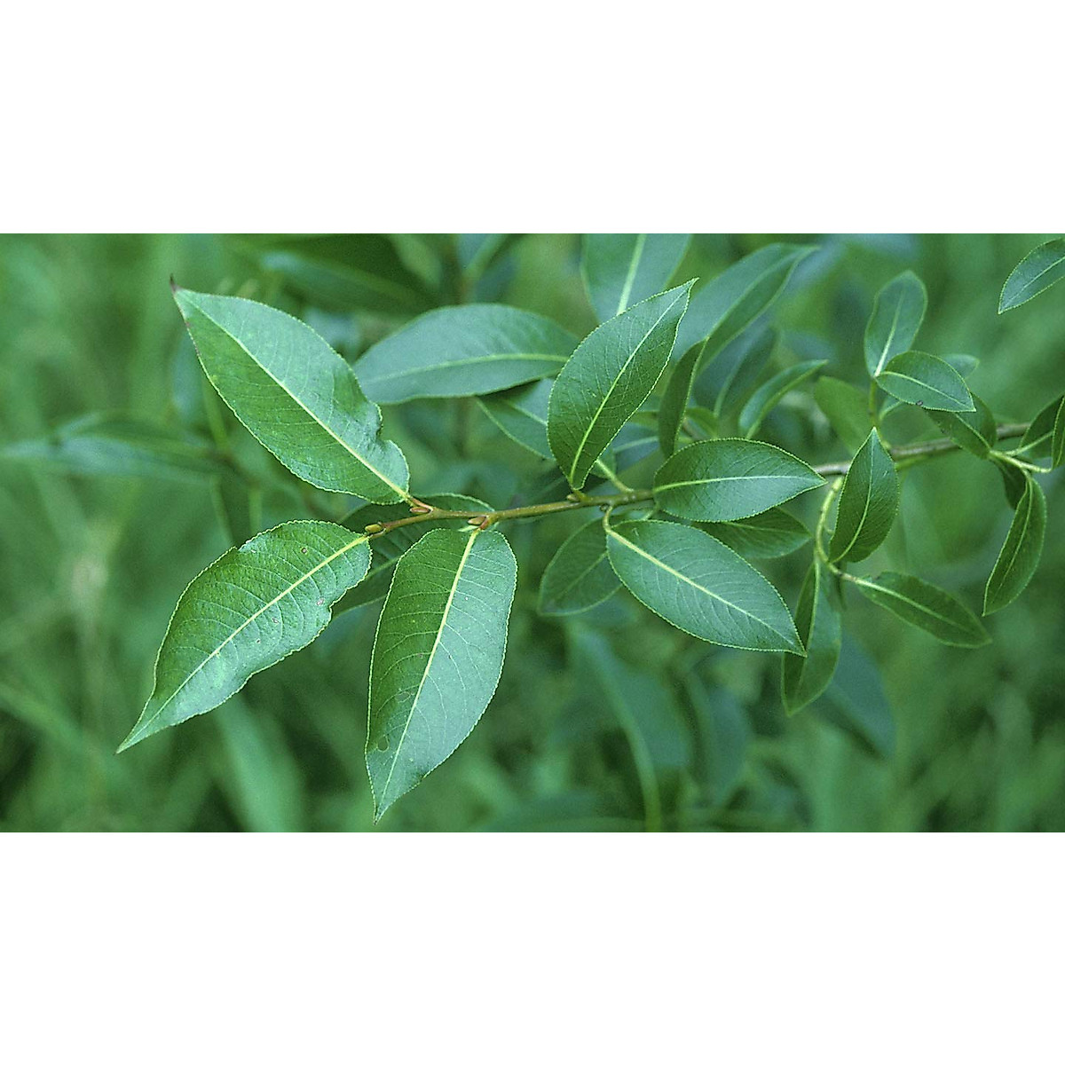 2 Bay Leaf Willow Tree Cuttings - Grow Rare Bay Leaf Willow