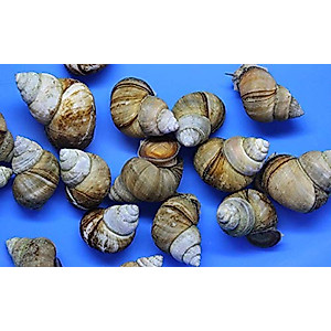 (10) Pack of Trapdoor Snails Live for Aquarium Pond or Fish Tank