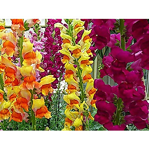 Tetra Mix Snapdragon Seeds for Planting, 2000+ Flower Seeds Per Packet, (Isla's Garden Seeds), Non GMO & Heirloom Seeds, Scientific Name: Antirrhinum majus, Great Home Garden Gift