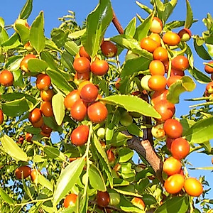 CHUXAY GARDEN Ziziphus Mauritiana-Indian Jujube,Indian Plum,Chinese Date,Chinese Apple Dunks 10 Seeds Tropical Fruit Tree Gardening Gifts Survival Gear Fruit Seeds Low-Maintenance