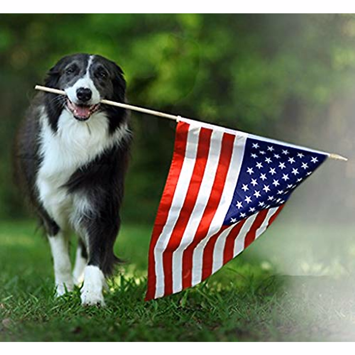 I LOVE MY PETS LLC Dog Joint Supplement - Dog Hip and Joint Support - MAX Strength Formula Chews - Joint Supplement for Dogs - 240 Treats (2 Bottles)