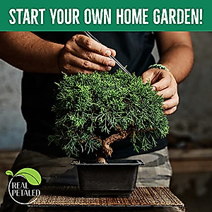 REALPETALED Bonsai Starter Kit – Japanese Bonsai Tree Kit with Bonsai Tools, 7 Bonsai Tree Seeds, Pots – Complete Grow Your Own Bonsai Tree Live Kit – Plant Lover Gifts Home Gifts for Men and Women