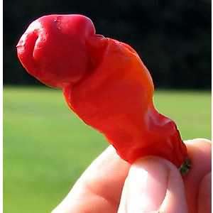 30 Peter Pepper Seeds to Plant Rare Chili Seeds Indoor Outdoor Ornaments Perennials Garden Growing Can Grow Well Pot