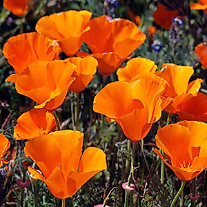 Outsidepride Eschscholzia Californica California Poppy Native Garden Wild Flower Seed - 1/4 LB