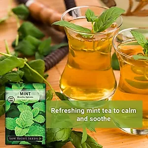 Sow Right Seeds - Mint Seed for Planting - Non-GMO Heirloom Seeds - Instructions to Plant and Grow an Herbal Tea Garden, Indoors or Outdoor; Great Gardening Gift (1)