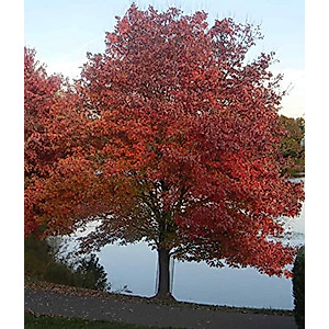 Froze Red Maple Tree - 12-16inch Tall Seedling - Quart Pot - Live Plant - Acer rubrum