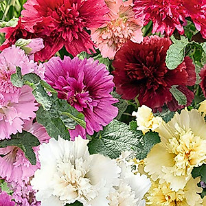 Hollyhock Seeds (Dwarf) - Queeny Mix - 1/4 Pound - Pink/Red/Yellow Flower Seeds, Heirloom Seed Attracts Bees, Attracts Butterflies, Attracts Hummingbirds, Attracts Pollinators