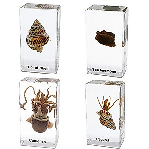 Cherish XT 8 PCS Marine Animals Specimens Set Paperweights Taxidermy for Science Education Include Pagurid,Spiral Shell,Lobster,Sea Anemone,Cuttlefish,Fiddler Crab,Clams,Starfiash Specimen