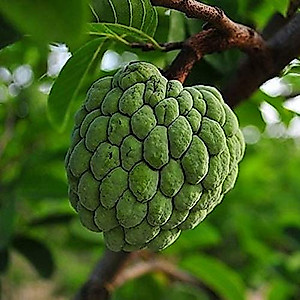 10+ Soursop Graviola Guanabana Annona Muricata Fruit Tree Seeds Fresh Tropical Fruit