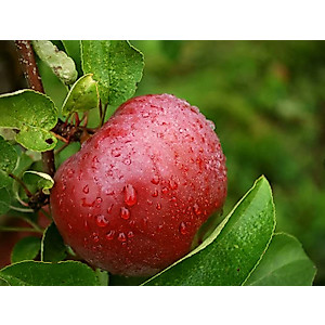 300Pcs|Apple Tree Seeds for Planting|Healthy，Sweet，Delicious（NOTSWOH）