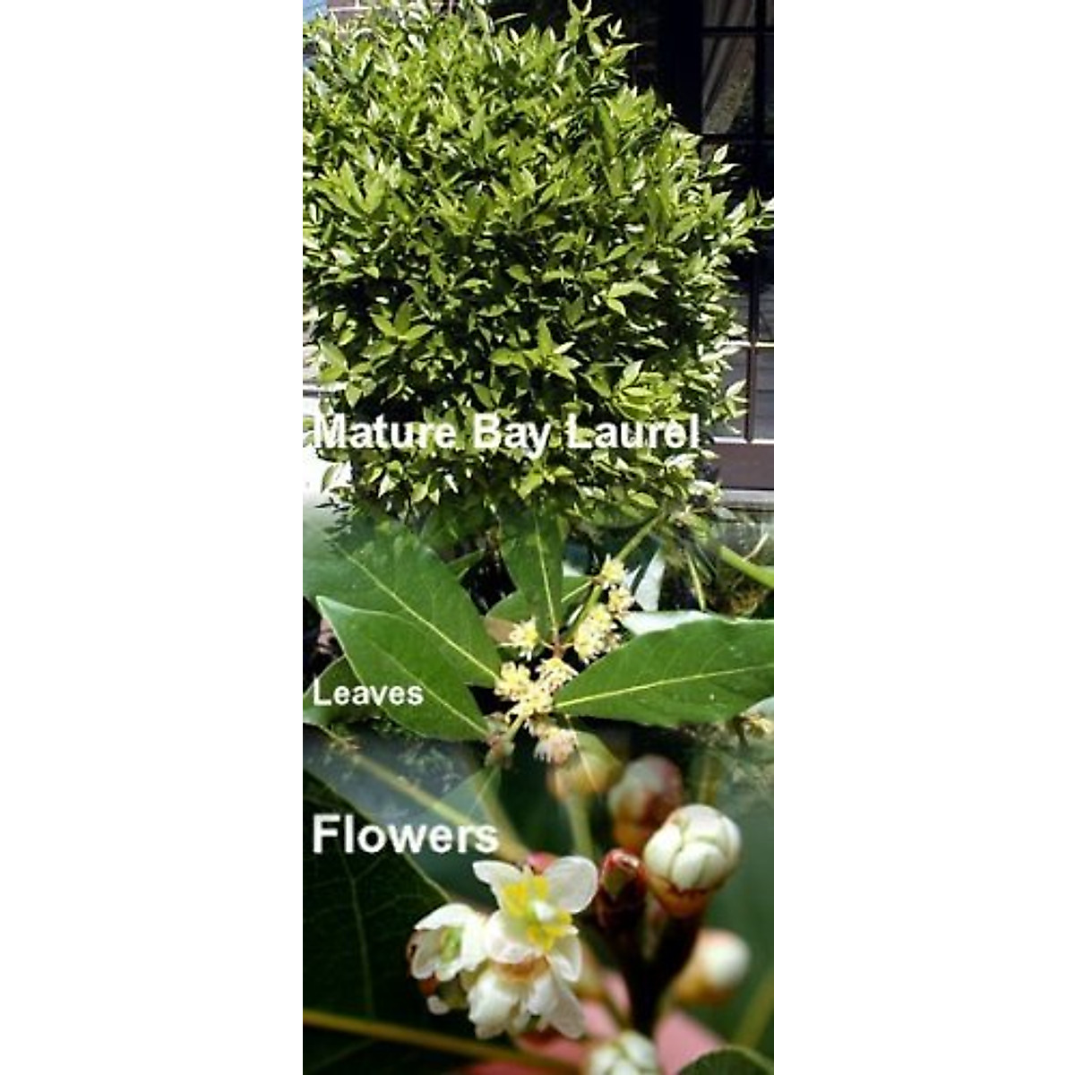 9GreenBox Sweet Bay Laurel Herb - Laurus nobil