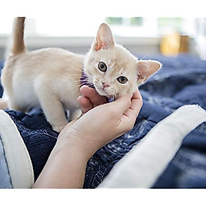 Cheristin for Cats Topical Flea Prevention – Starts Killing Fleas in 30 Minutes, 6 Dose