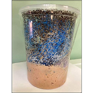 Insectsales.com Hydei Fruit Fly Starter Culture (Flightless - Drosophila Hydei) (A) Culture Only