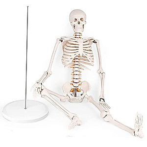 Mini Human Skeleton Anatomy Model - Science Classroom Skeleton Model Tool, Teaching and Learning Aids - 1/2 Life Size