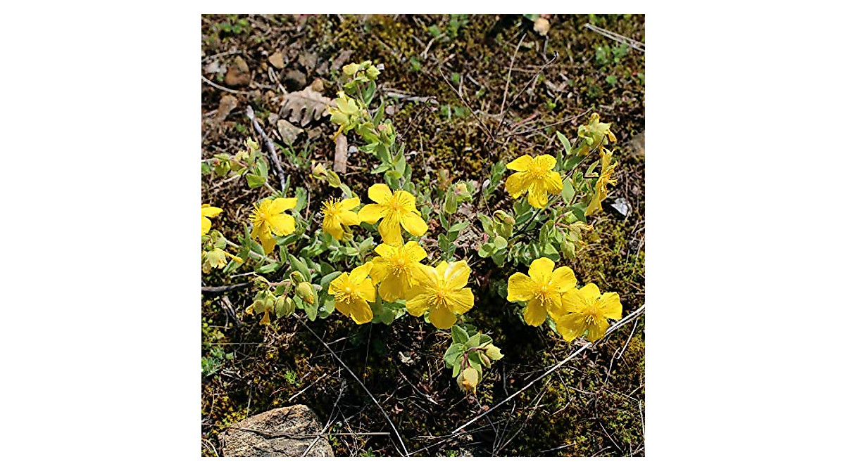 Outsidepride Hypericum Cerastoides Trailing St. John’s Wort Garden ...