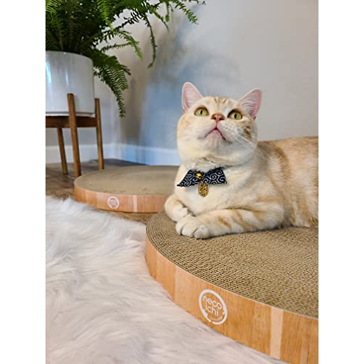 Cozy Cat Scratcher Bowl Replacement Pad (2 Pack), 100% Recycled Paper, Chemical-Free Materials (Regular, Oak)