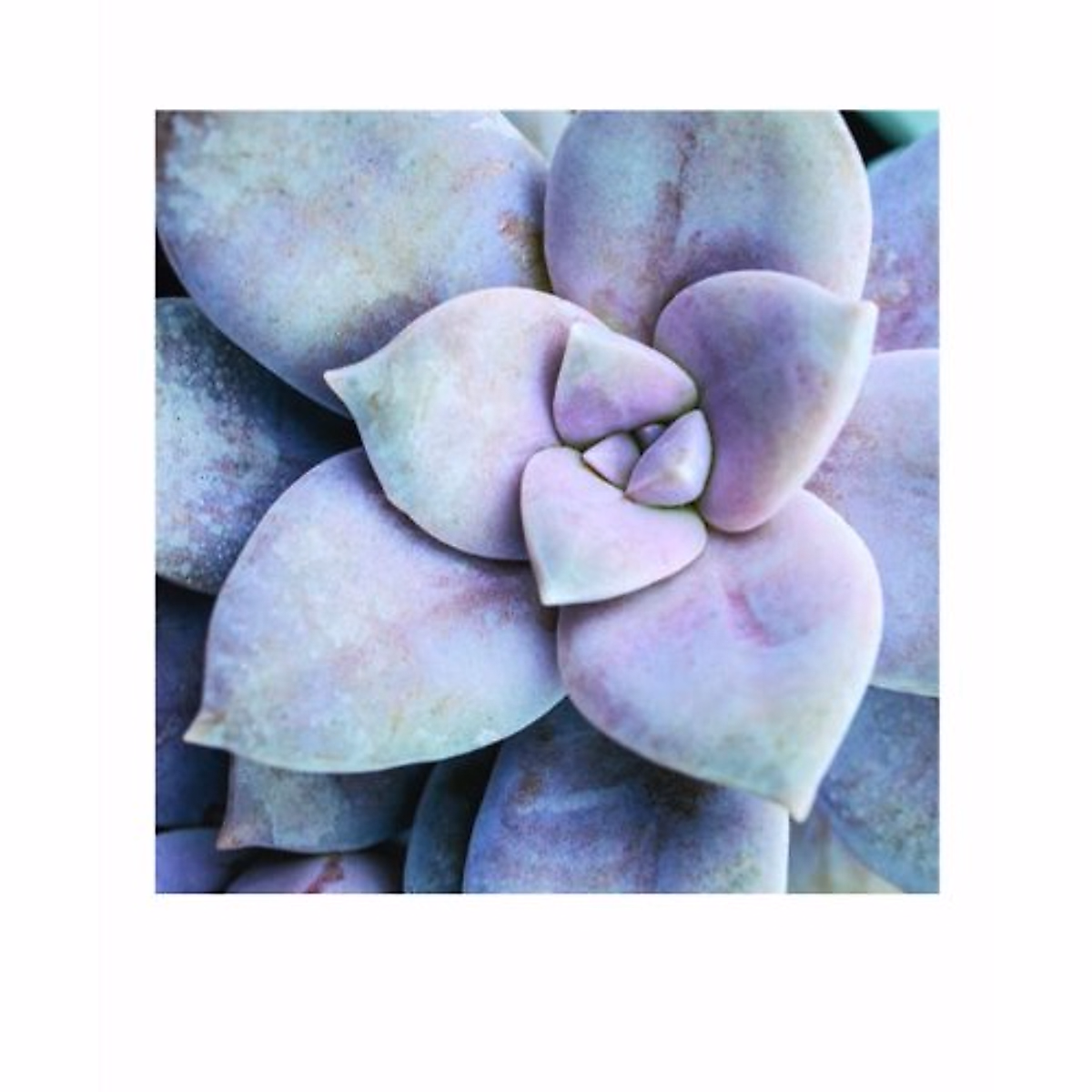 Succulent Garden Notecards: 20 Different Cards and Envelopes (Blank Nature Cards, Botanical Cards)