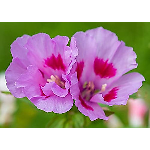Godetia Cattleya Lilac Flower Seeds for Planting, 1500+ Flower Seeds Per Packet, (Isla's Garden Seeds), Non GMO & Heirloom Seeds, Scientific Name: Clarkia Amoena, Great Home Flower Garden Gift