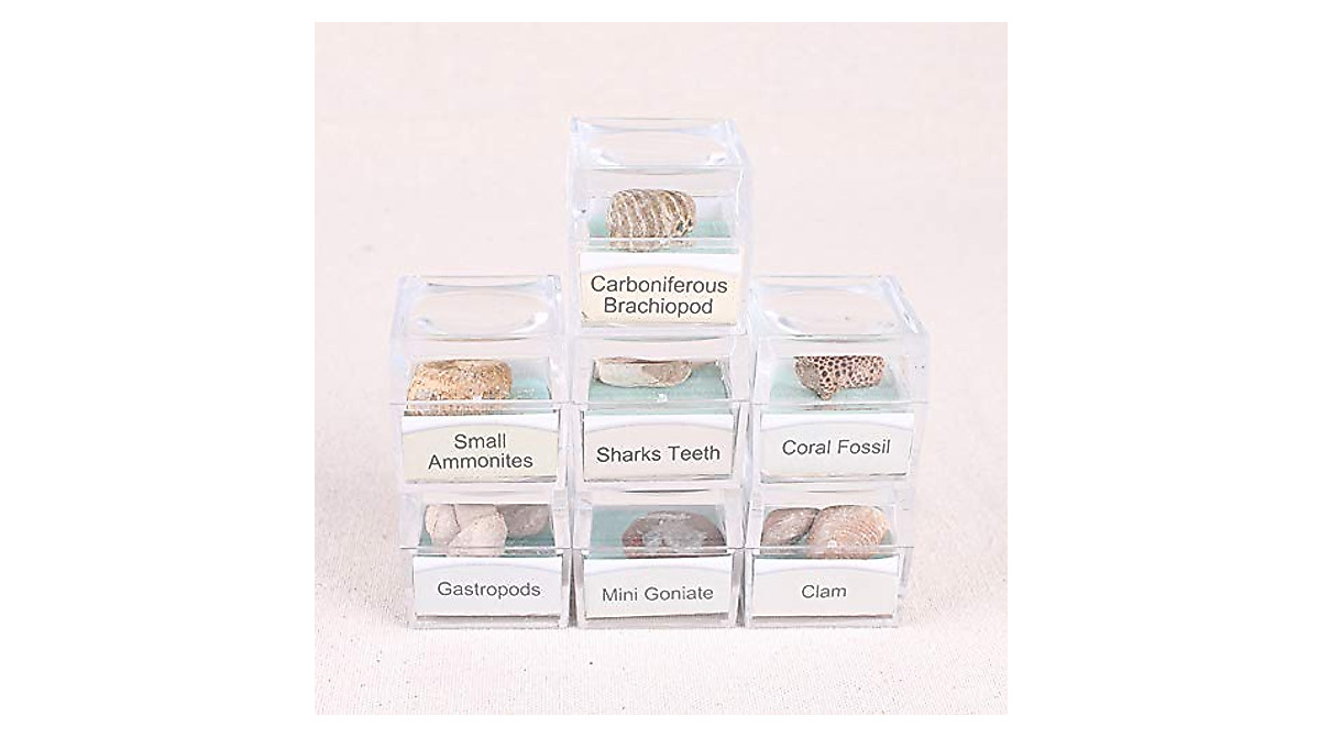 Discover Genuine Fossil Collection – Educational Specimen Box
