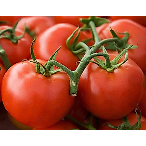 Arkansas Traveler Heirloom Tomato Seeds- 50+ Seeds