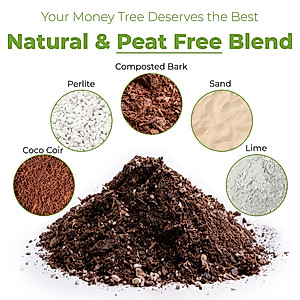 Perfect Plants Money Tree Potting Soil 2qt | Organic Coco Coir Based Plant Mix for Indoor Trees | Quickly Grow Your Indoor Forest (2qts.)