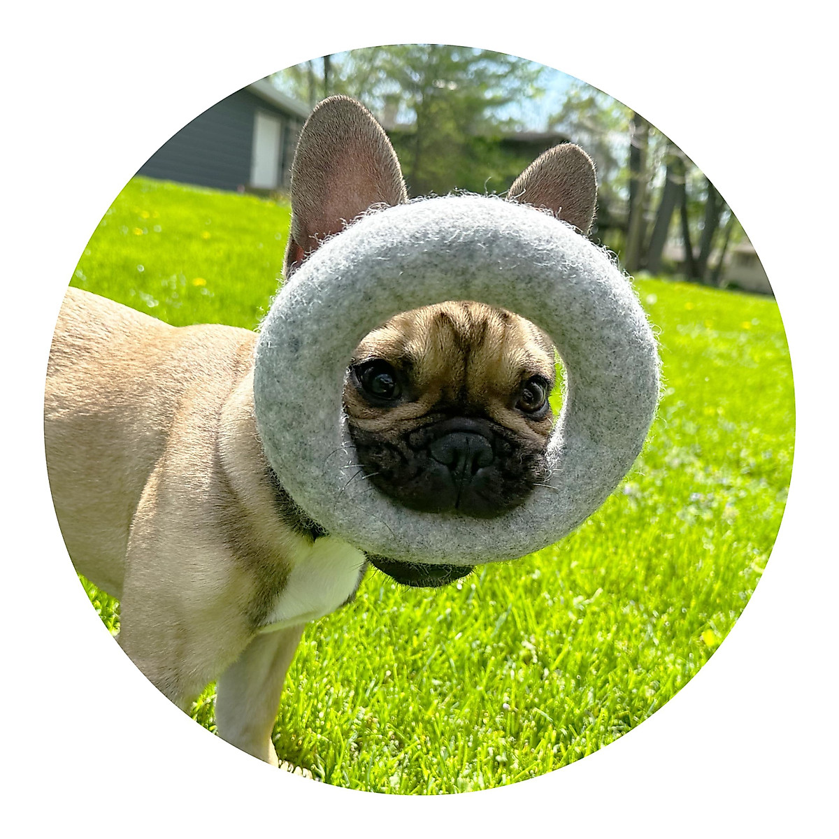 Creature ECO Organic Wool Ring Dog Toys for Moderate Chewers - Eco-Friendly Puppy Toys for Interactive Play - Natural Non Toxic Fetch Toy, Safe for Your Pet & The Planet - 1 Pack