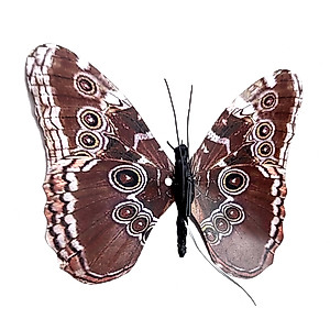 Flexinol Moving Butterfly (Blue Morpho)
