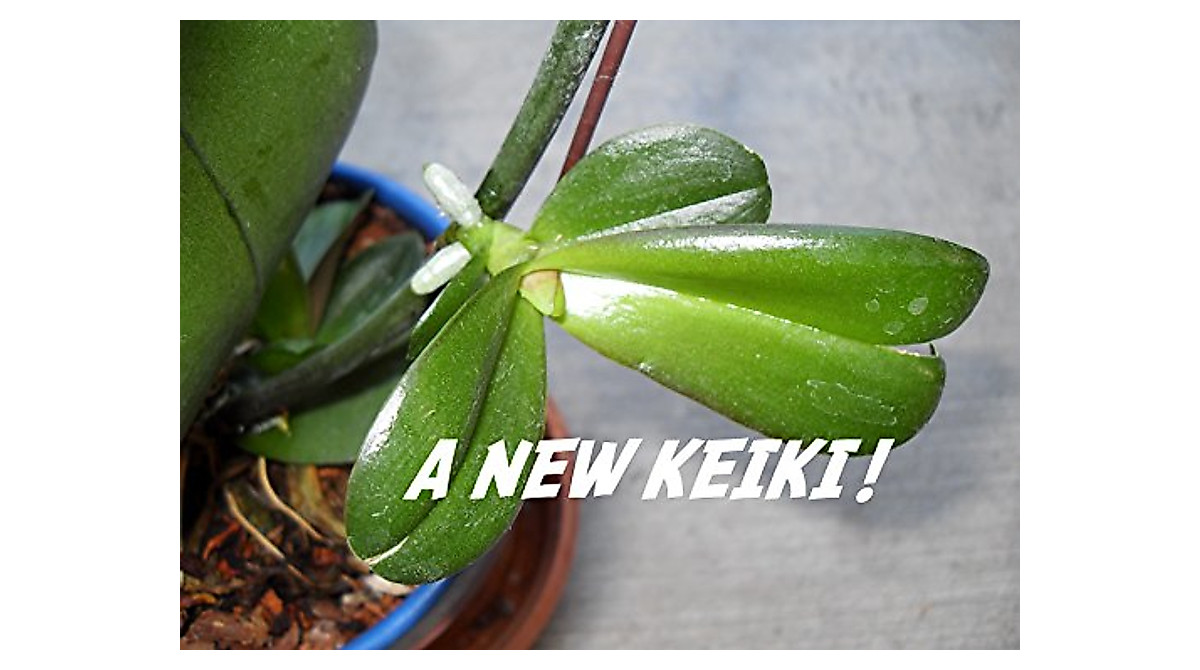 Keiki Power Pro Orchid Cloning Paste - Boost Your Blooms