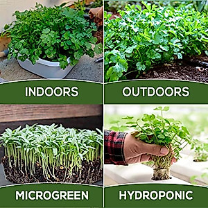 Cilantro Seeds for Planting Home Garden Herbs - Individual Pack of 300+ Heirloom Seeds, Suitable for Outdoors, Indoors, and Hydroponics - Non-GMO, Non-Hybrid, Untreated, and USA Grown Variety