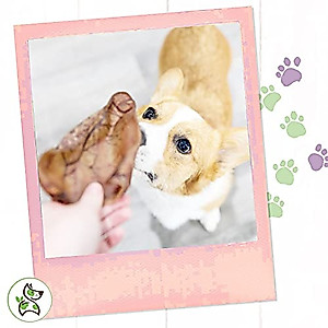 Nature Gnaws Pig Ears for Dogs - Premium Natural Pork Dental Chews - Thick Long Lasting Dog Chew Treats for Aggressive Chewers - Rawhide Free 8 Count (Pack of 1)