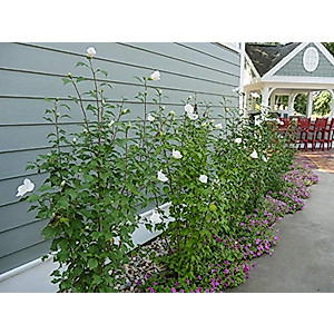 Proven Winners HIBPRC2417800 White Pillar Live Shrub 4.5" Quart