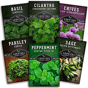 Hydroponics Herb Seed Collection for Planting - Curled Parsley, Sage, Chives, Peppermint, Cilantro & Genovese Basil Herbs for Any Indoor Gardening System- Non-GMO Heirloom Survival Garden Seeds