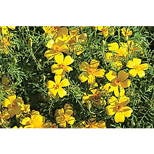 David's Garden Seeds Flower Marigold Lemon Gem 1112 (Yellow) 100 Non-GMO, Heirloom Seeds
