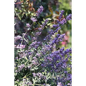 Sow Right Seeds - Catnip Seed for Planting - Popular Herb for Happy Cats - Non-GMO Heirloom Packet with Instructions to Plant and Grow - A Gift for The Cat Lover - Perennial Herb Indoors (1)