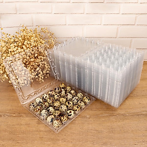 100 Pack Quail Egg Cartons, Clear Plastic Quail Egg Trays, Holds up to 30 Quail Eggs Securely - Your Ultimate Small Eggs Carton Holders for Bulk Storage and Display by KUKLIPJIM