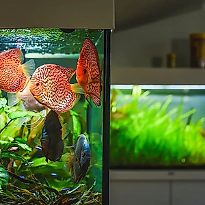 Kraken Bond 100% Silicone Aquarium Safe Sealant - Waterproof Bond to Glass, Non-Toxic Aquarium Sealer Clear for Freshwater & Saltwater Aquarium | 1 Pack, 10.1 Fl. Oz. Cartridge