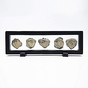 Set of 5 Authentic Arthropod Real Trilobite Tail Fossil Rocks Kit Come 450 Million Years ago for Collections and Education