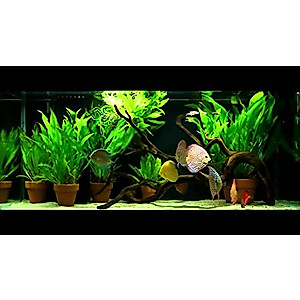 Marcus Fish Tanks - 3X Amazon Sword Echinodorus Bleheri Easy Live Aquarium Plants for Aquatic Freshwater Fish Tank