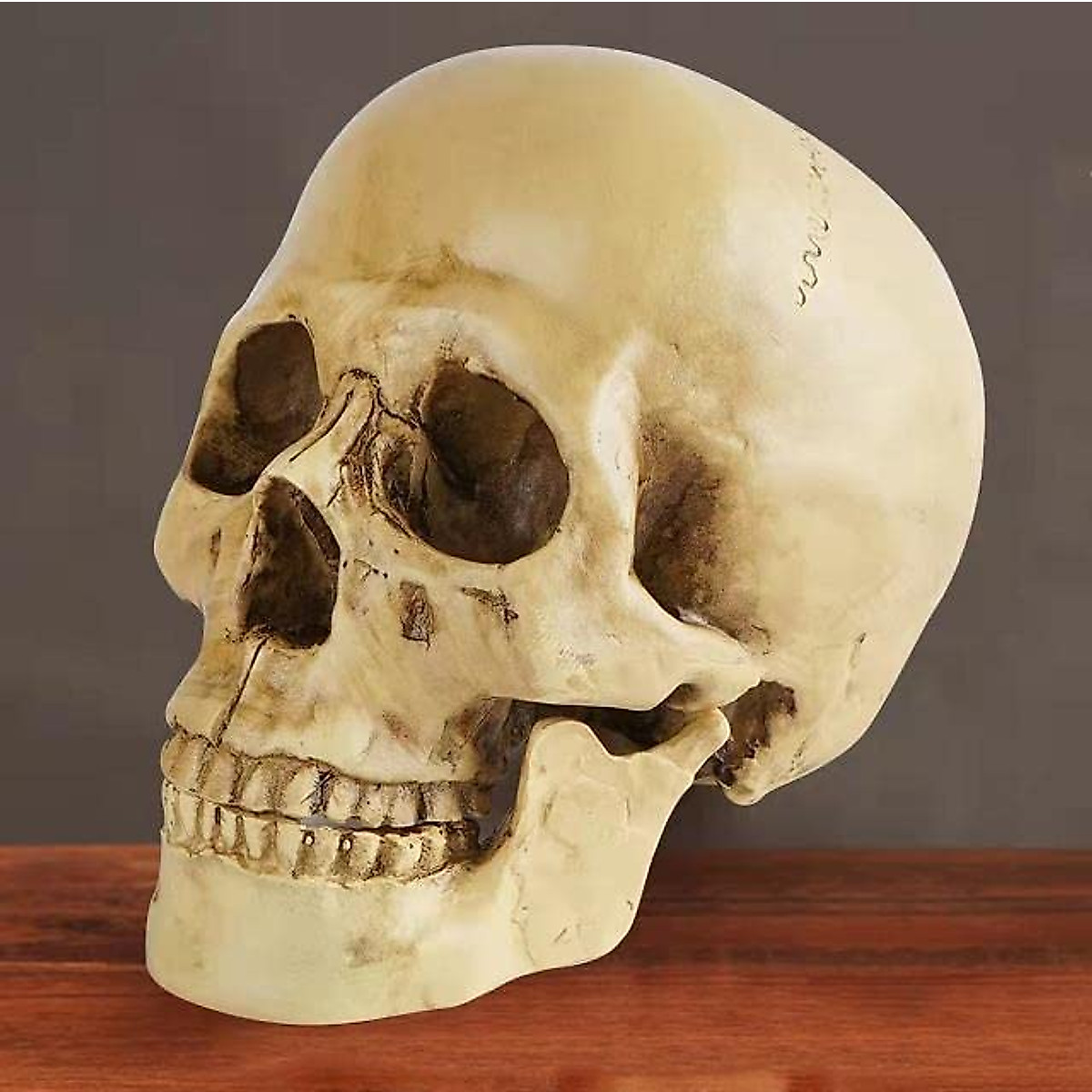 Onecen Life Size Human Skull Model 1：1 Replica Realistic Resin Halloween Party Decoration Human Skull Head Bone Model Medical Skeleton for Anatomical Medical Teaching (Light Yellow)