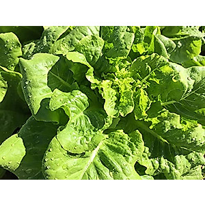 Buttercrunch Butterhead Lettuce Seeds for Planting, 1000 Heirloom Seeds Per Packet, (Isla's Garden Seeds), Non GMO Seeds, Botanical Name: Lactuca Sativa, Great Home Garden Gift