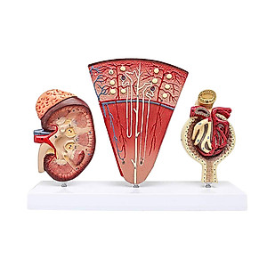 LUCKFY Human Anatomy Kidney Model Nephron Glomerular Urinary System Anatomical Model for School Teaching Display Lab Ornament
